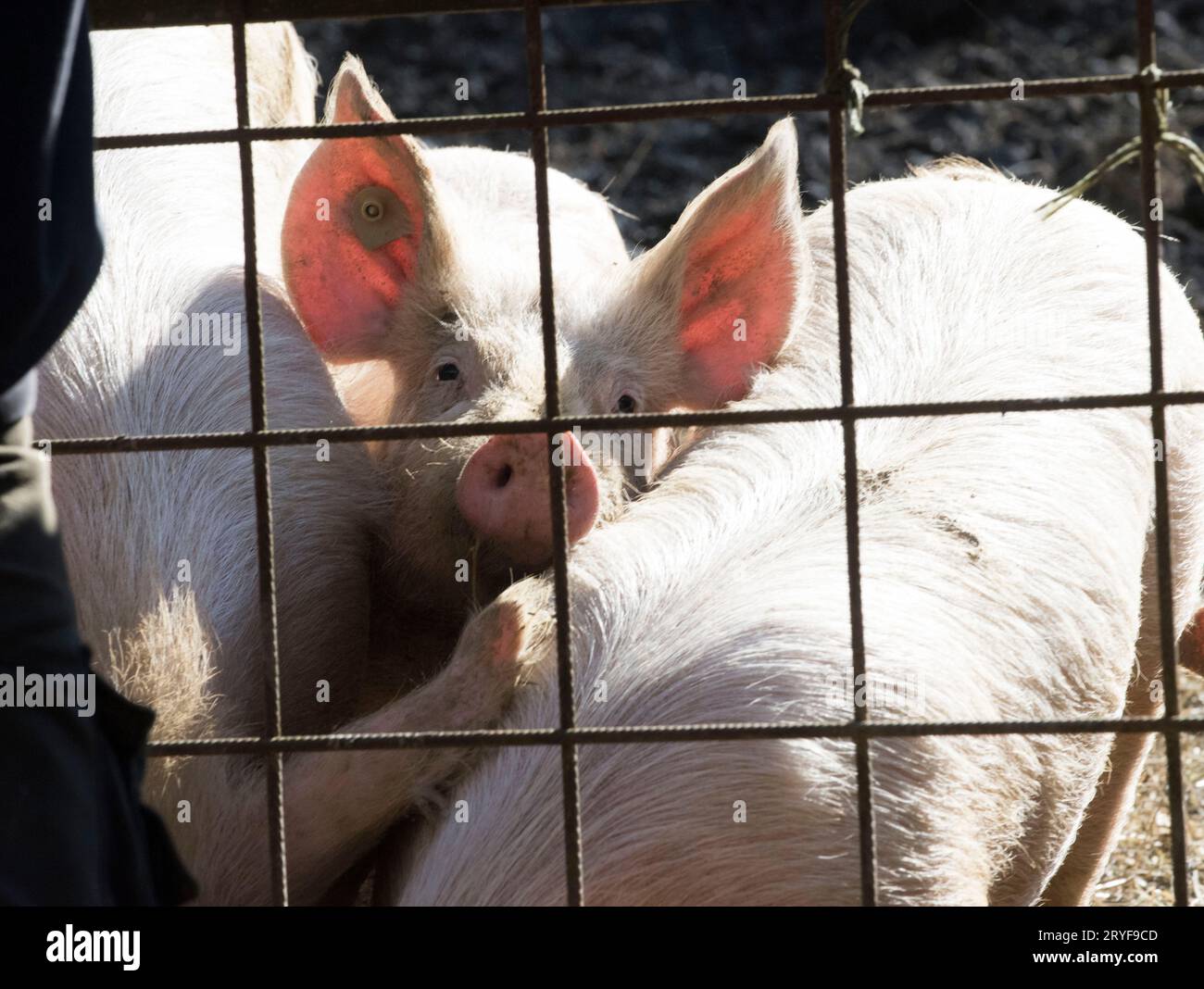 Pig breeding in livestock farming Stock Photo - Alamy