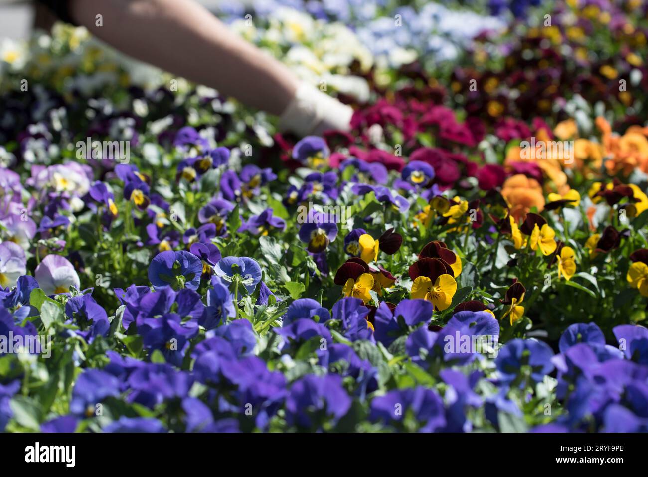 Spring time activity hi-res stock photography and images - Alamy
