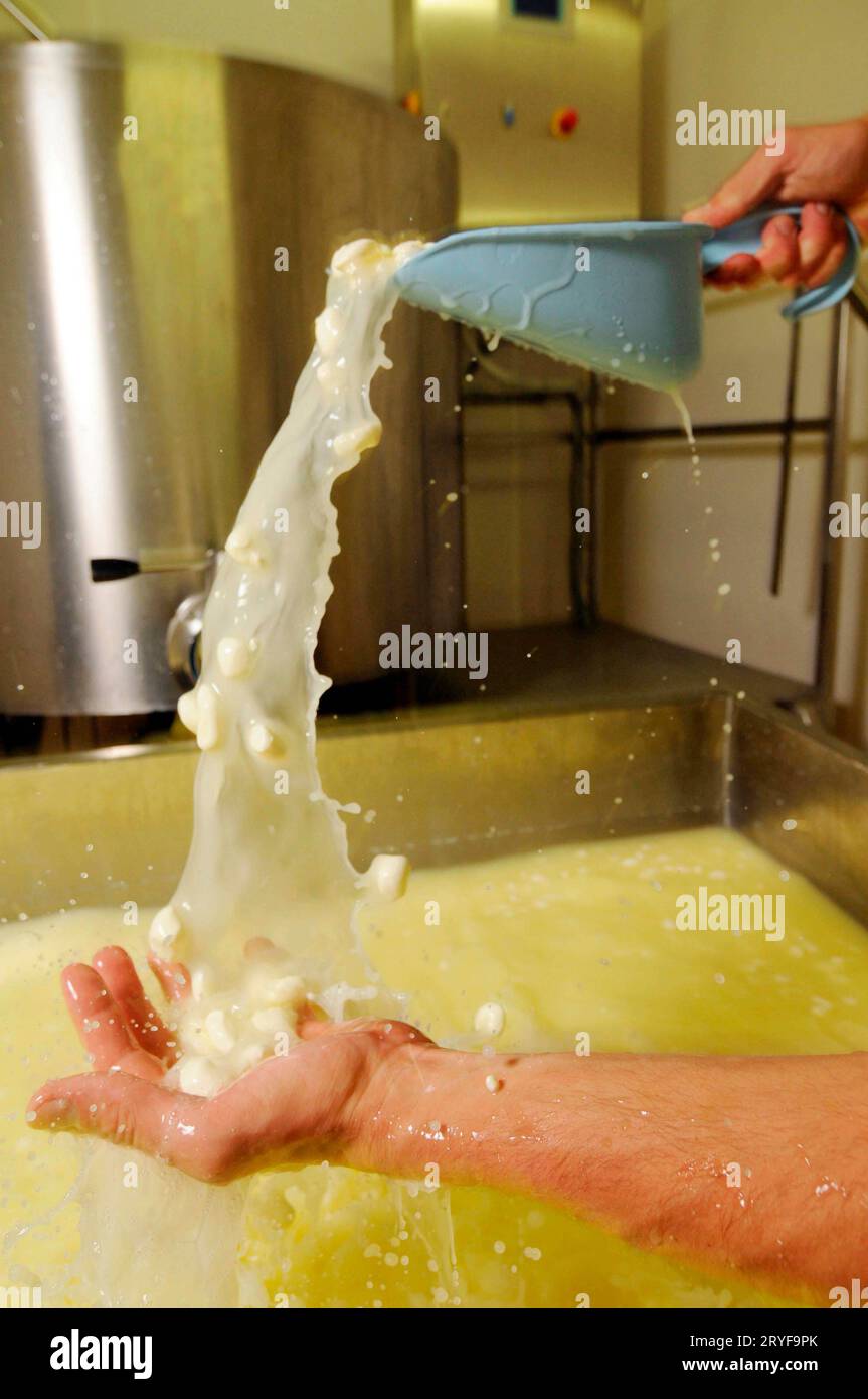 Milk as a base for cheese Stock Photo - Alamy