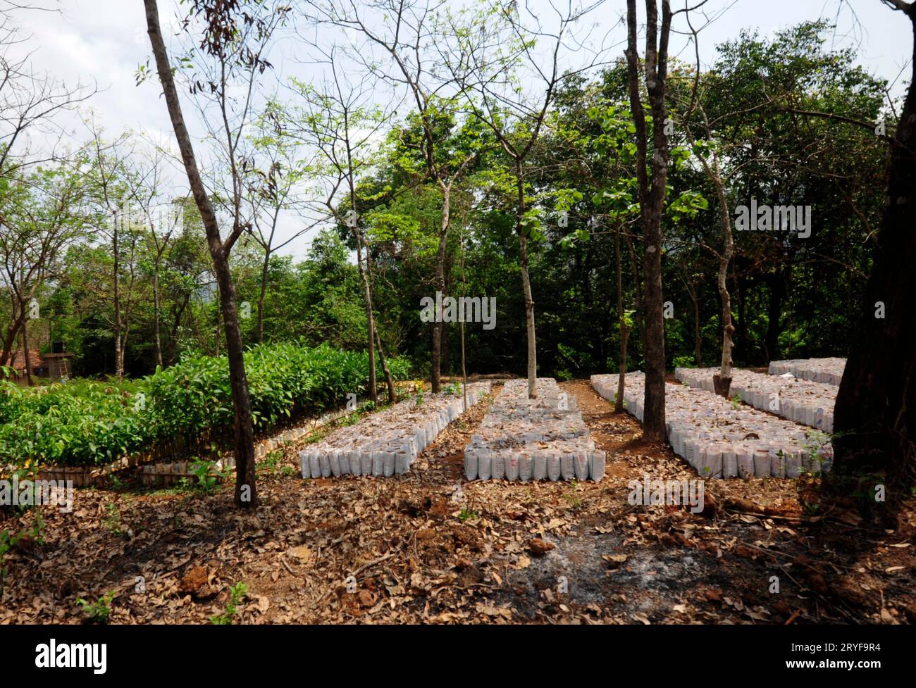 Arboriculture hi-res stock photography and images - Alamy