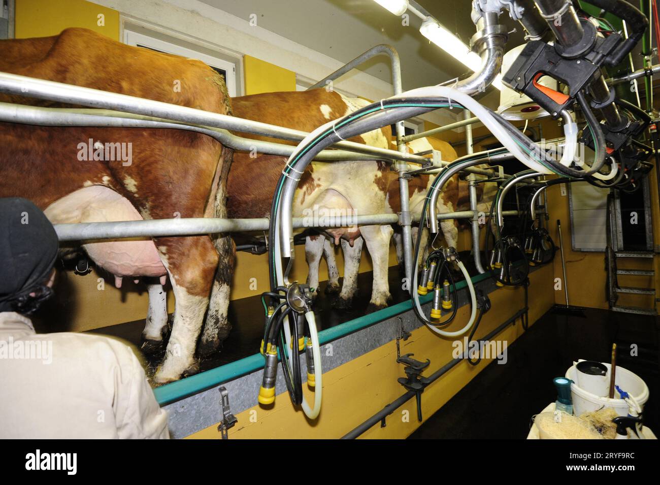 Milking parlor on a dairy farm Stock Photo - Alamy