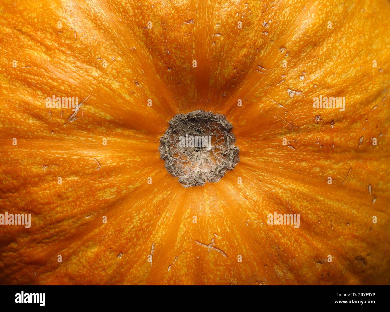 Crop orange pumpkin close up hi-res stock photography and images - Alamy