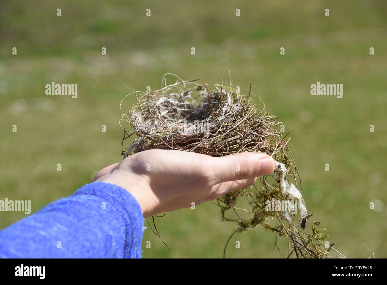 Biodiversity breeding hi-res stock photography and images - Alamy