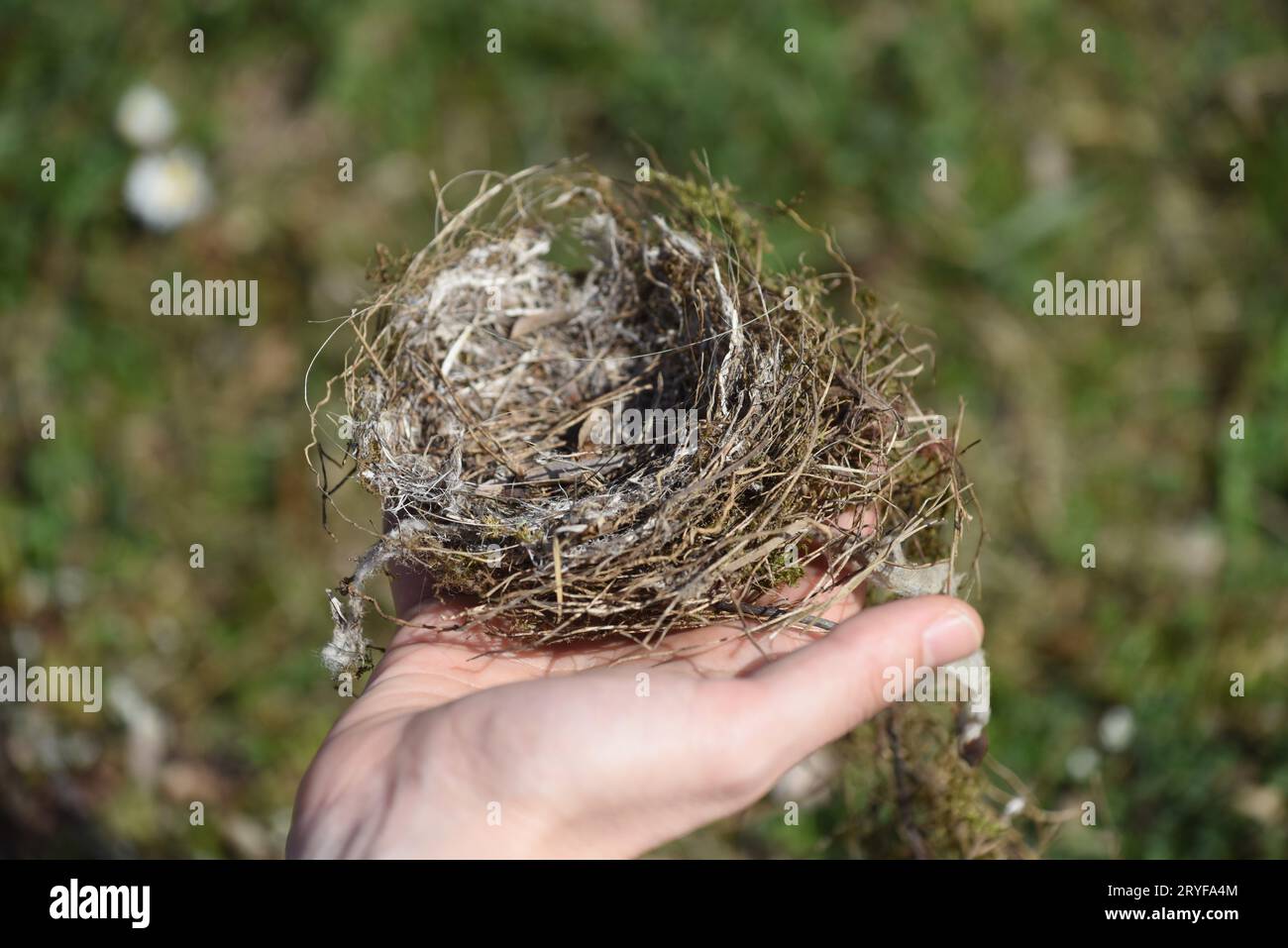 Breeding bird hi-res stock photography and images - Alamy