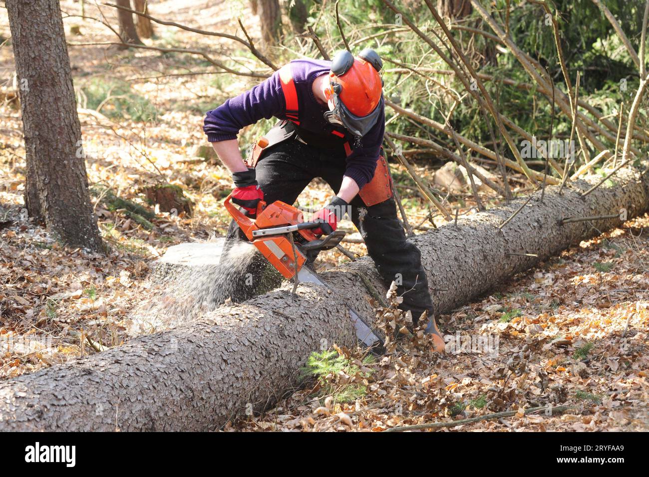 Lumberjack with chainsaw working in the forest Stock Photo - Alamy