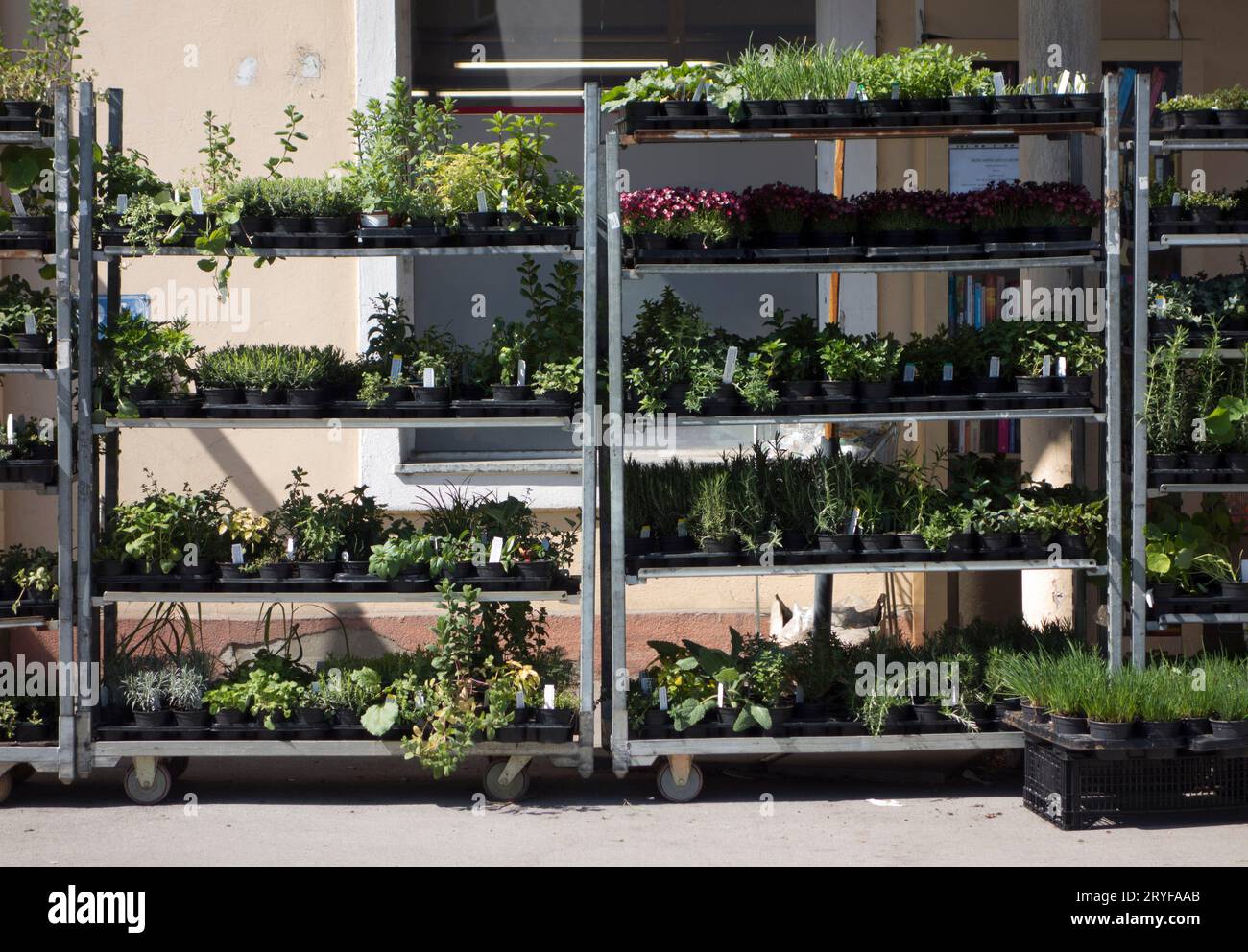 End of spring flowers hi-res stock photography and images - Alamy