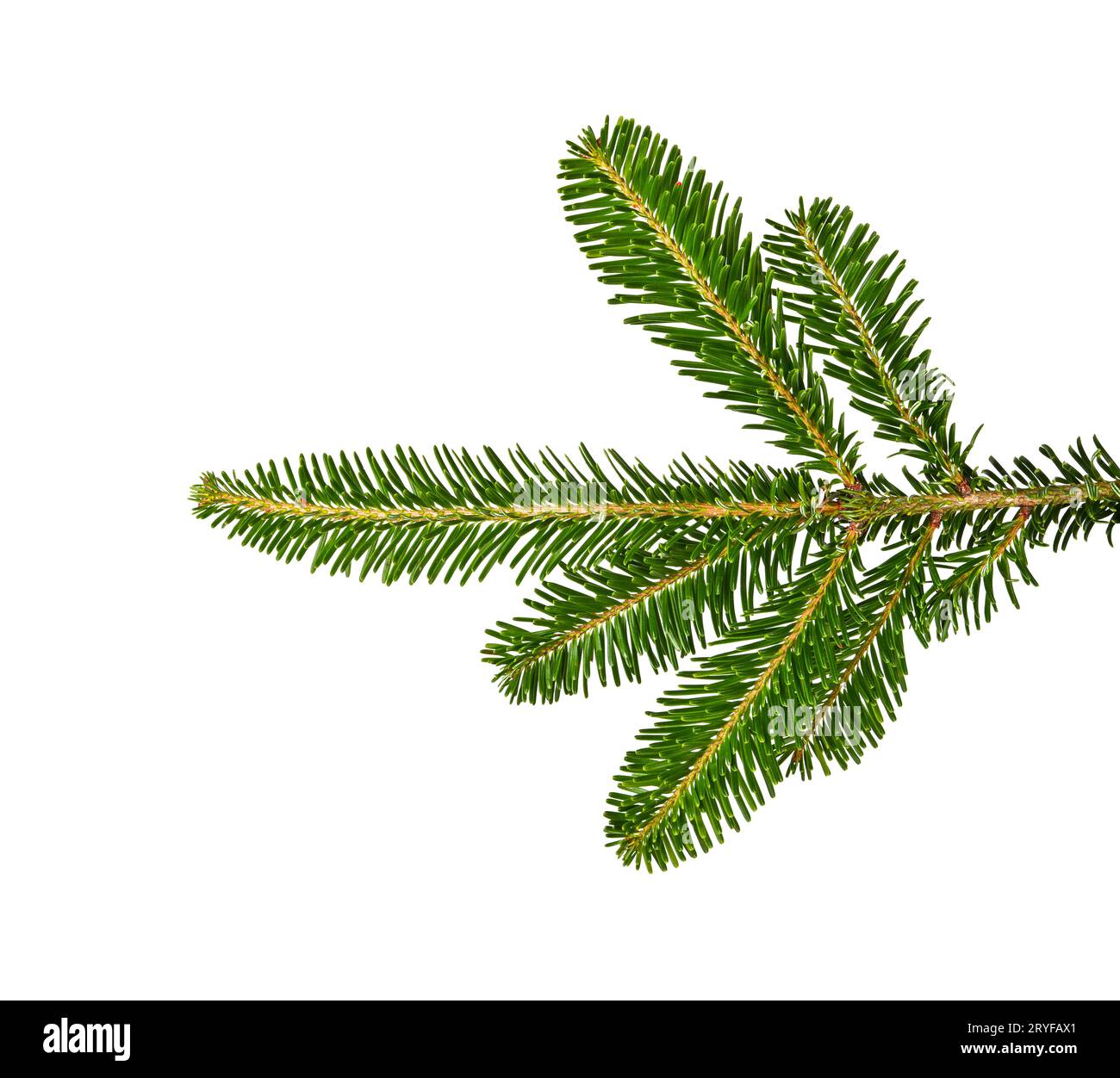 Close up branch of green spruce tree isolated Stock Photo - Alamy