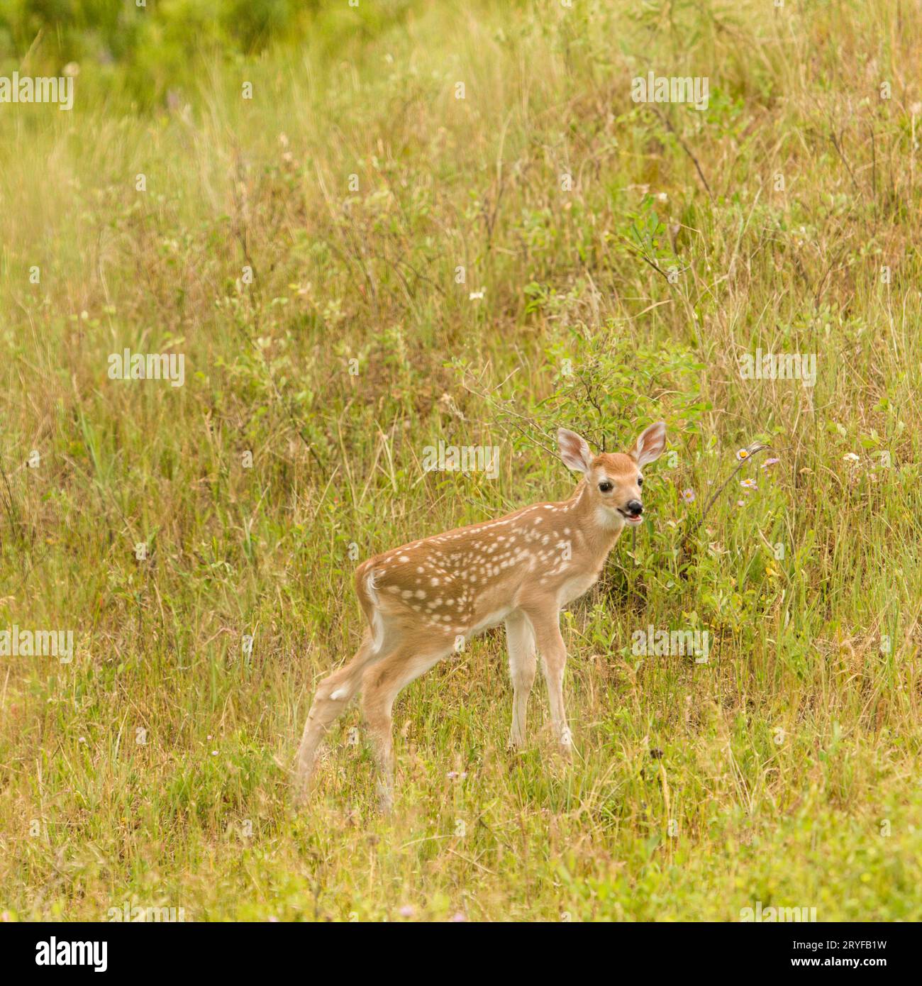 National Bison Range, Montana, USA. Mule Deer fawn in a meadow Stock ...