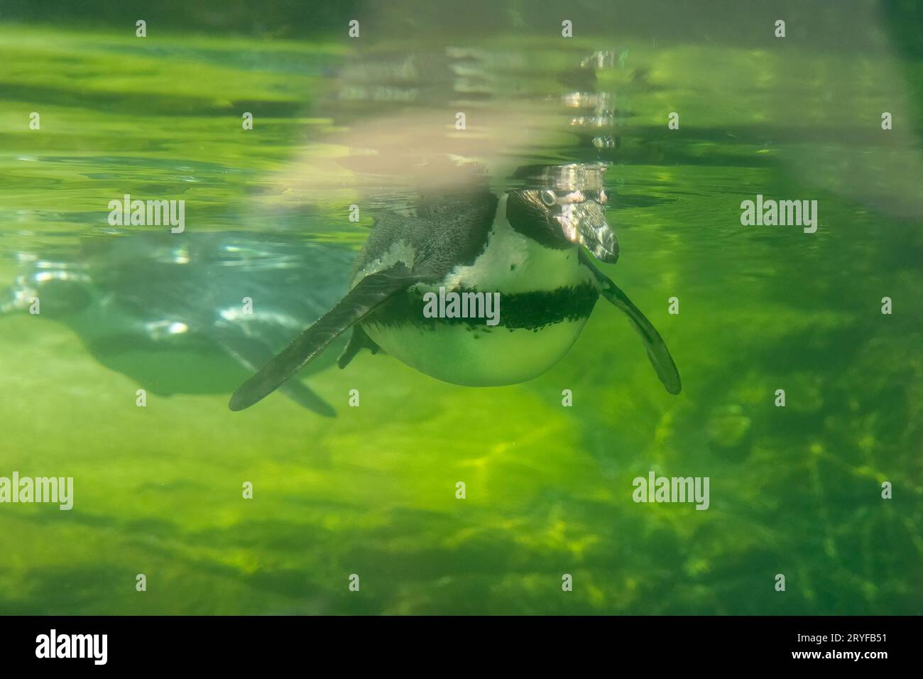 Woodland Park Zoo, Seattle, Washington, USA. Humboldt Penguin swimming ...