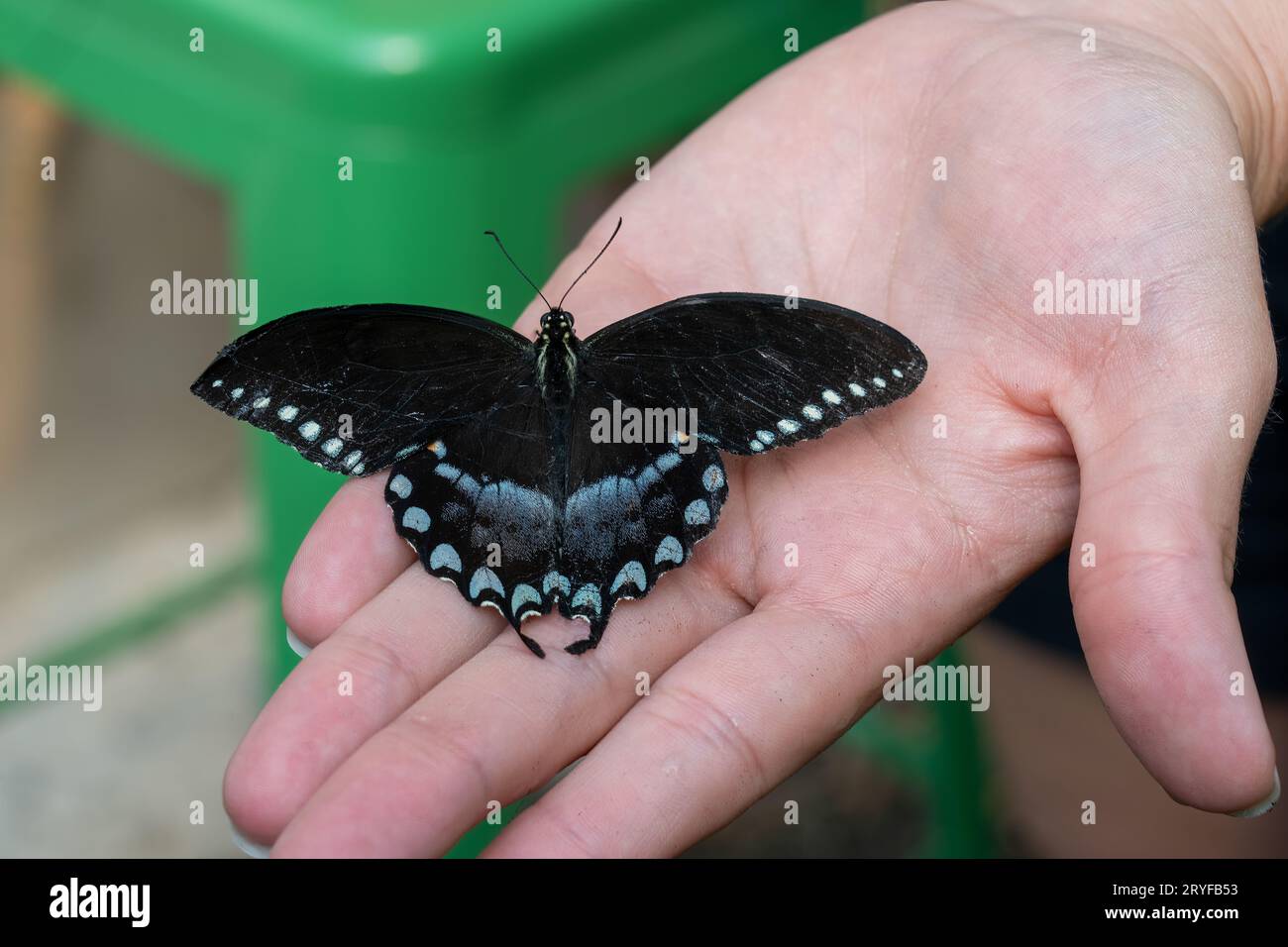 Woodland Park Zoo, Seattle, Washington, USA. Spicebrush butterfly on a ...