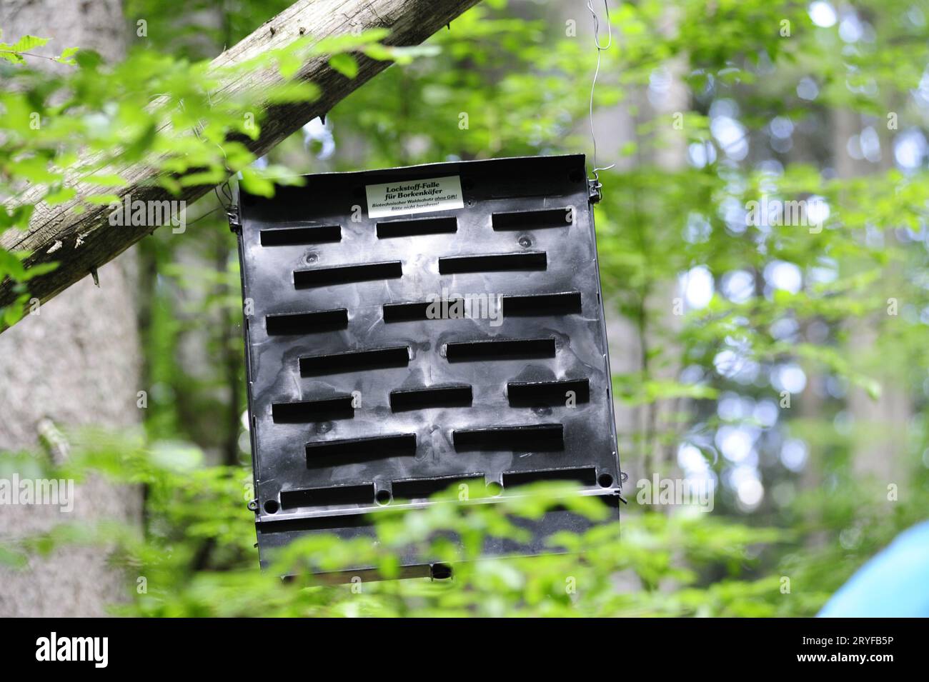 Pheromone trap for trees affected by pest infestation Stock Photo - Alamy
