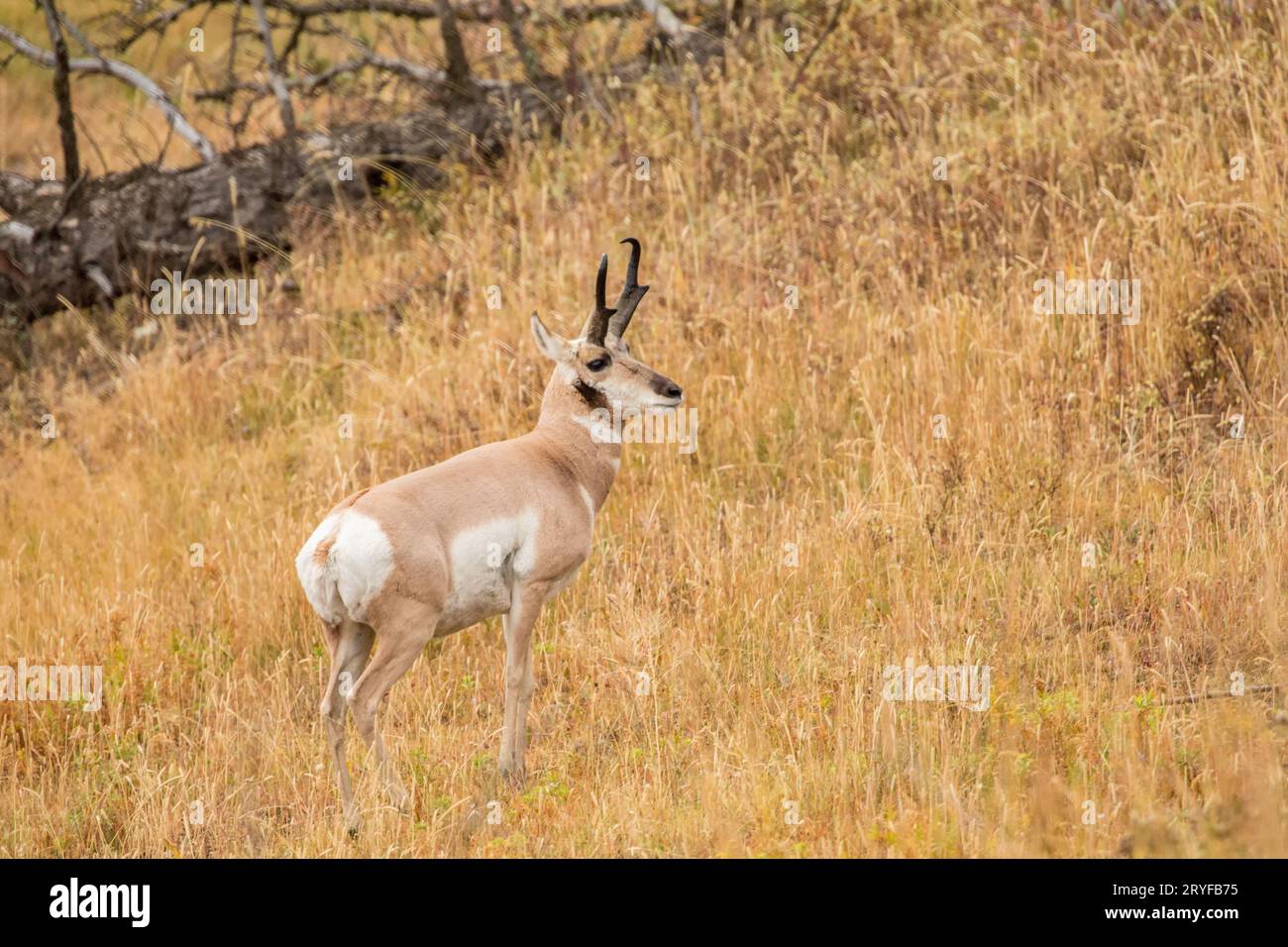 Pronghorn antelope in Yellowstone National Park, Wyoming, USA Stock ...