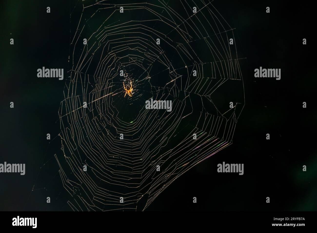 Issaquah, Washington, USA. Cross Orbweaver spider in the middle of its ...