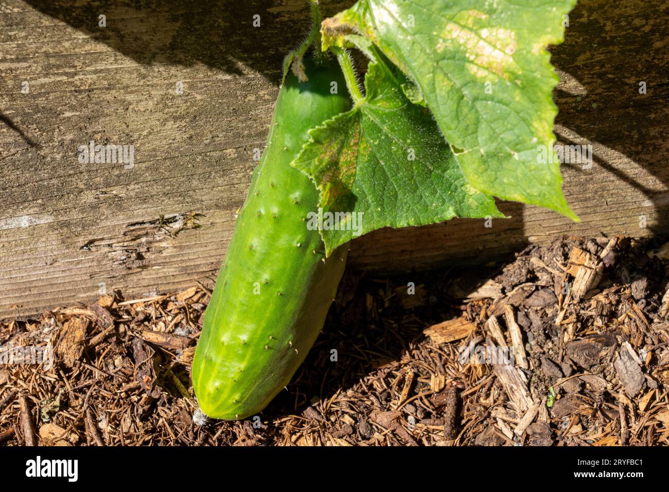 Issaquah, Washington, USA. Ripe cucumber ready to harvest growing out ...