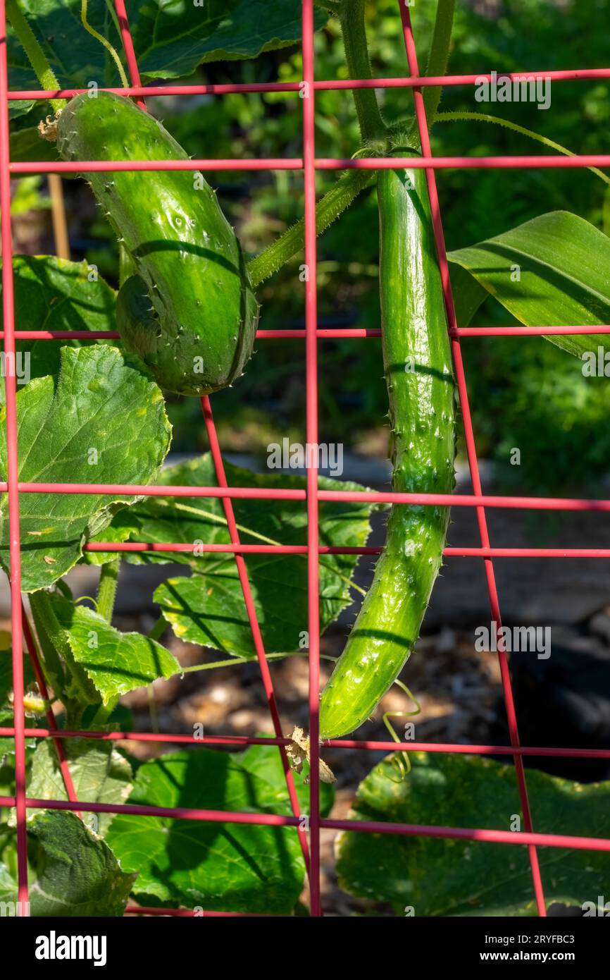 Issaquah, Washington, USA. Ripe cucumber ready to harvest from a vine ...