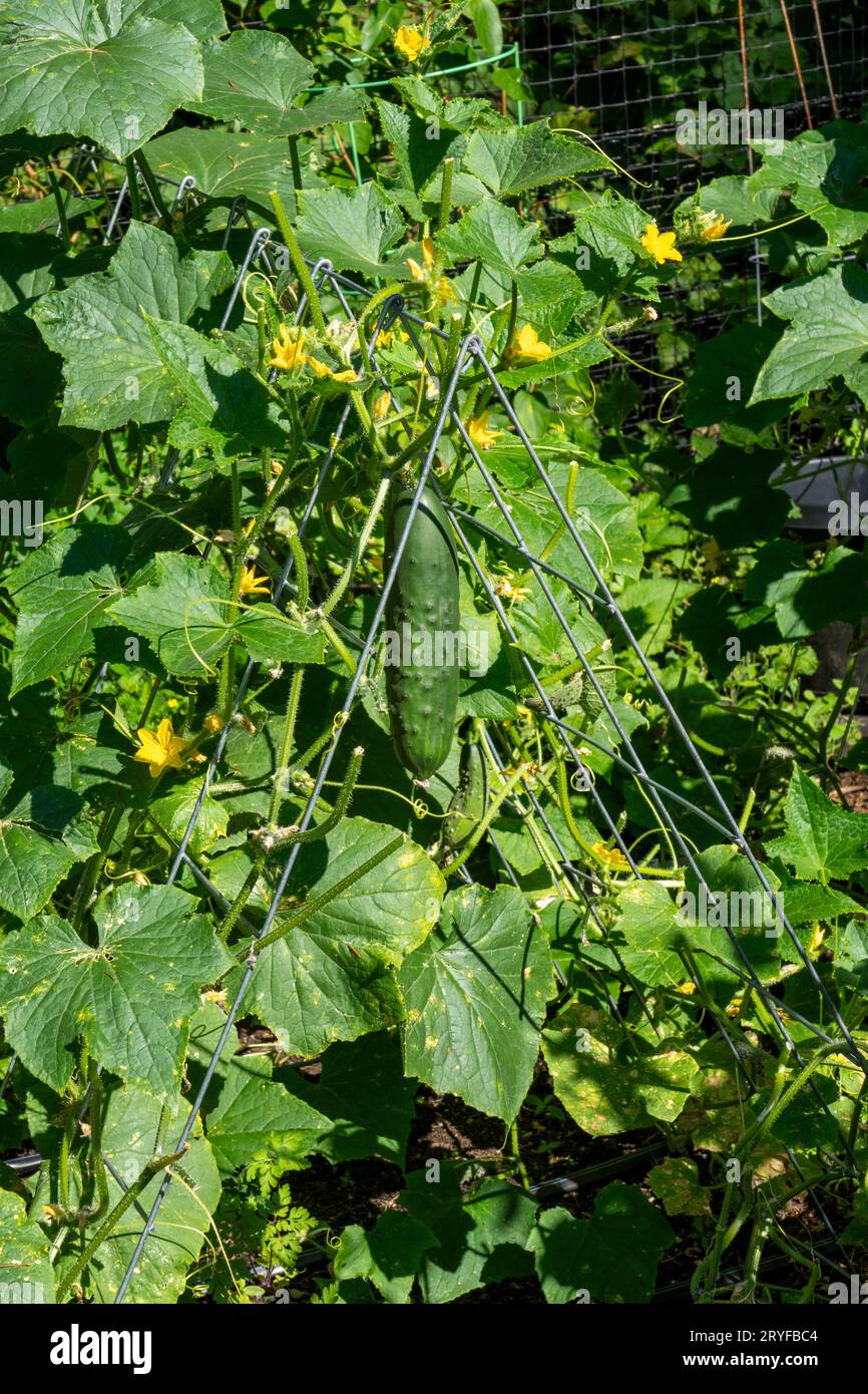 Issaquah, Washington, USA. Ripe cucumber ready to harvest from a vine ...