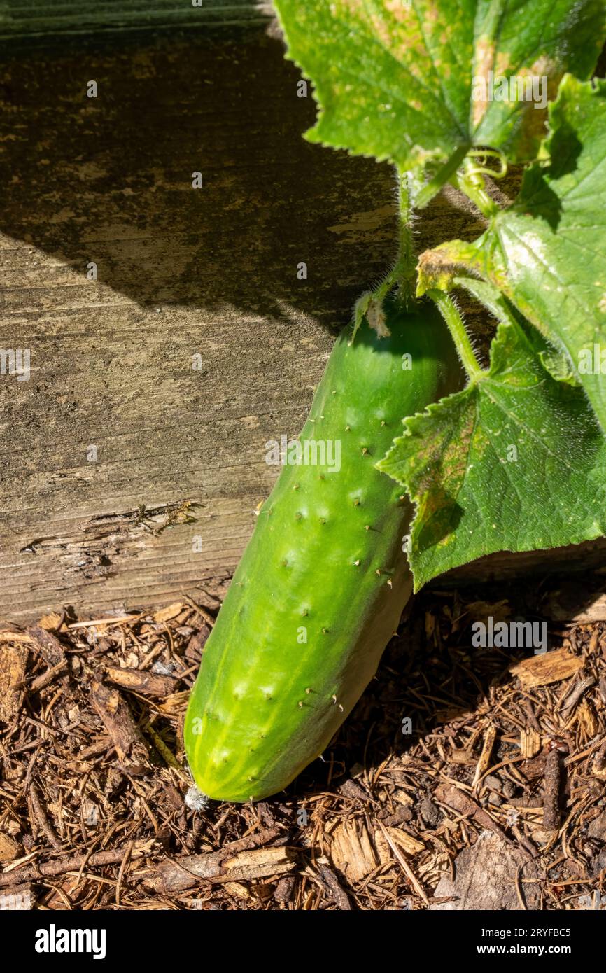 Issaquah, Washington, USA. Ripe cucumber ready to harvest growing out ...