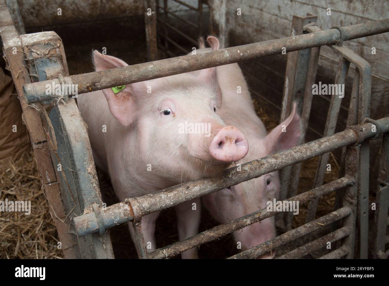 Pig breeding in a pigsty Stock Photo - Alamy