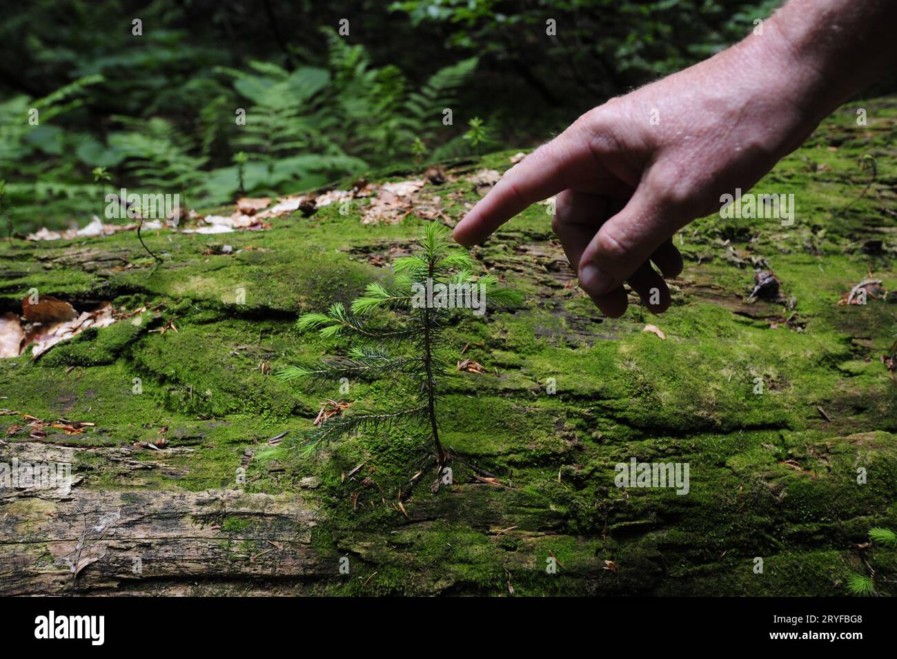 Rothwald hi-res stock photography and images - Alamy