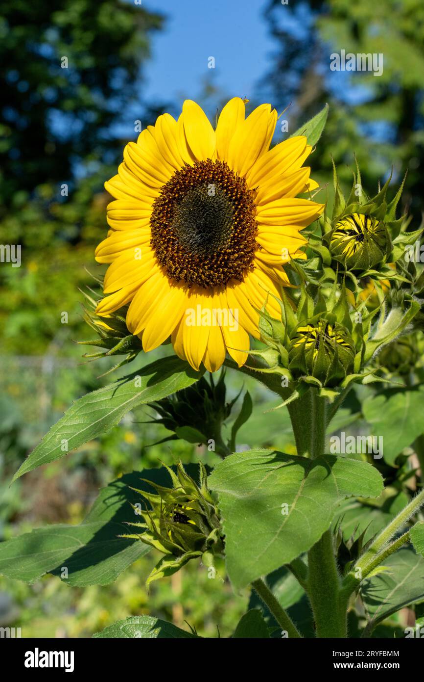 Issaquah, Washington, USA. One open dwarf sunflower and several buds in ...