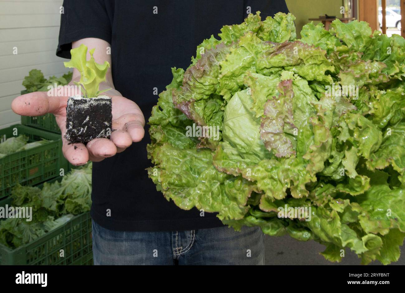 Gardening and horticulture hi-res stock photography and images - Alamy