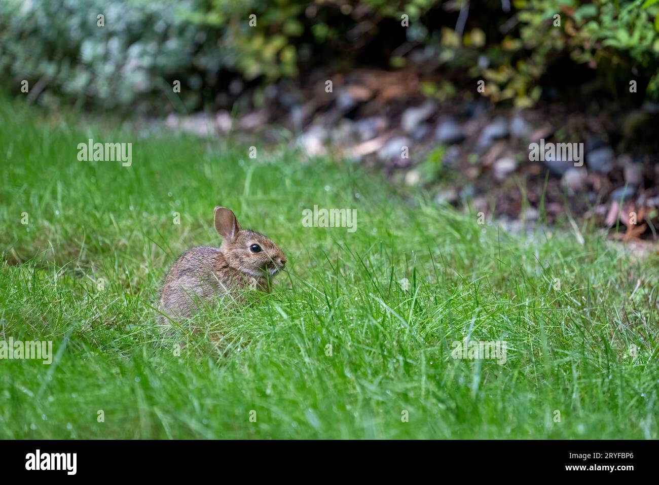 Issaquah, Washington, USA. Brush Rabbit sitting in a lawn. It is a ...