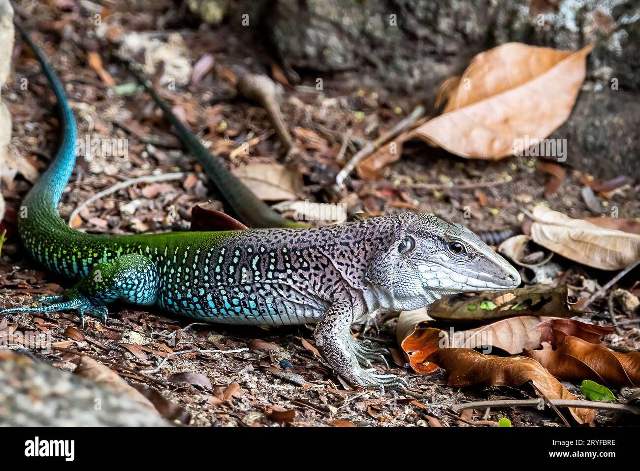 Colorful ameiva ameiva South American ground lizard close-up Stock ...