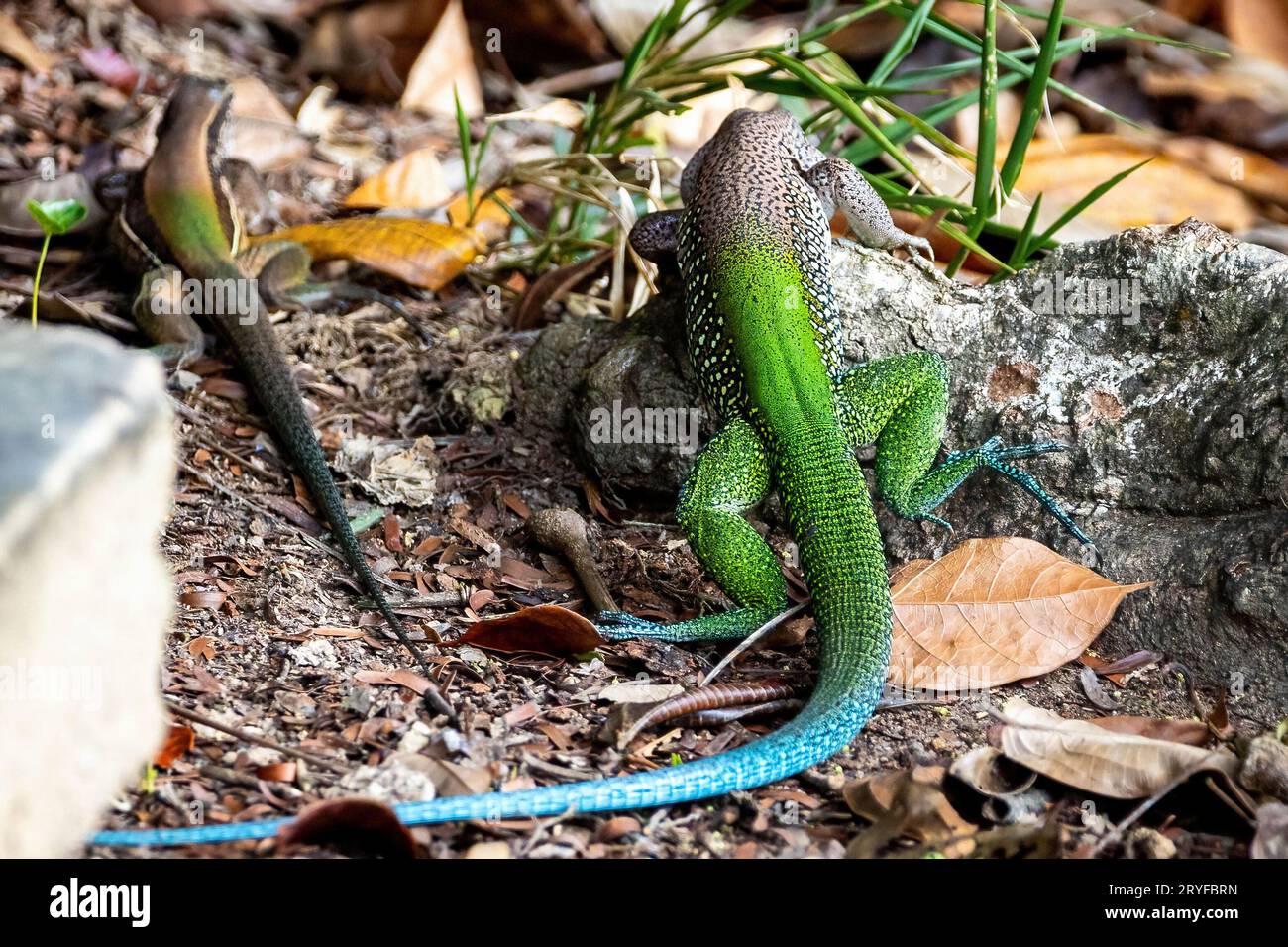 Colorful ameiva ameiva South American ground lizard close-up Stock ...