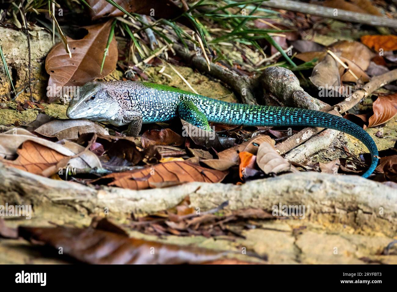 Colorful ameiva ameiva South American ground lizard close-up Stock ...