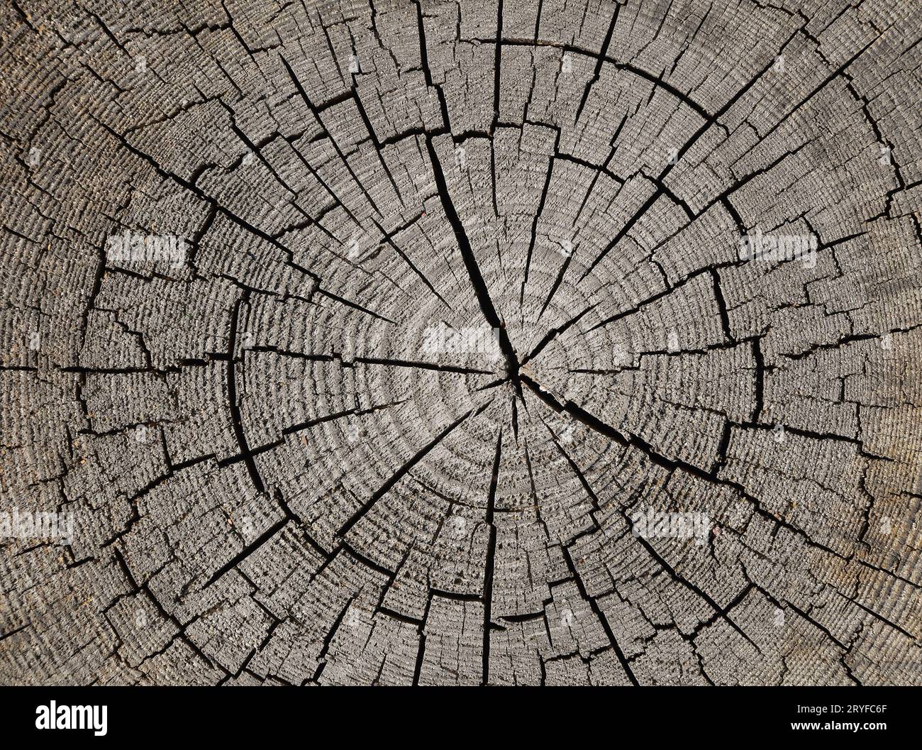 Tree trunk cross section hi-res stock photography and images - Alamy
