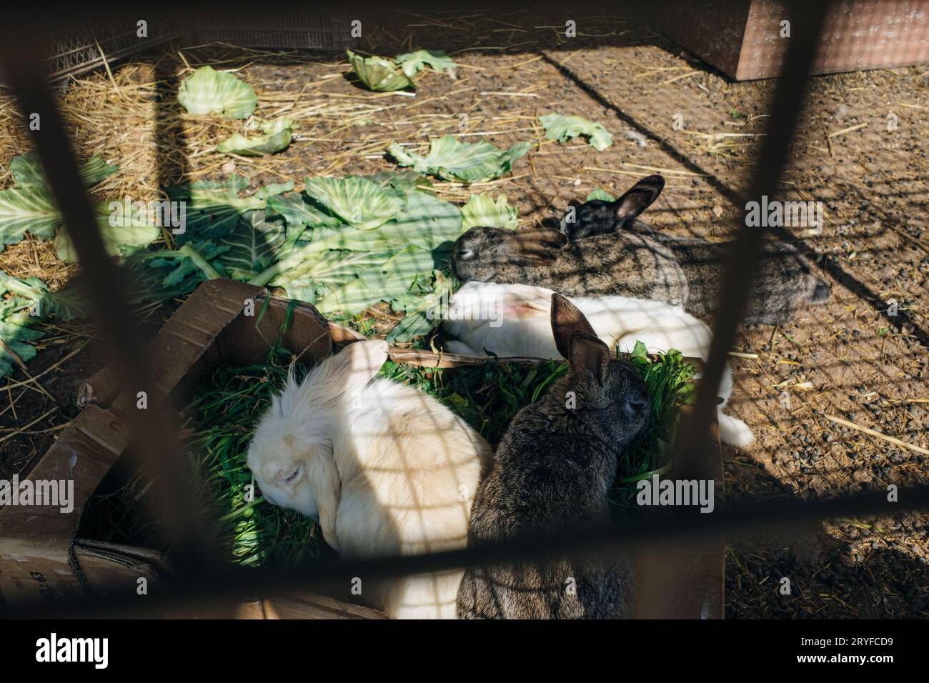 Domestic rabbits pen hi-res stock photography and images - Alamy