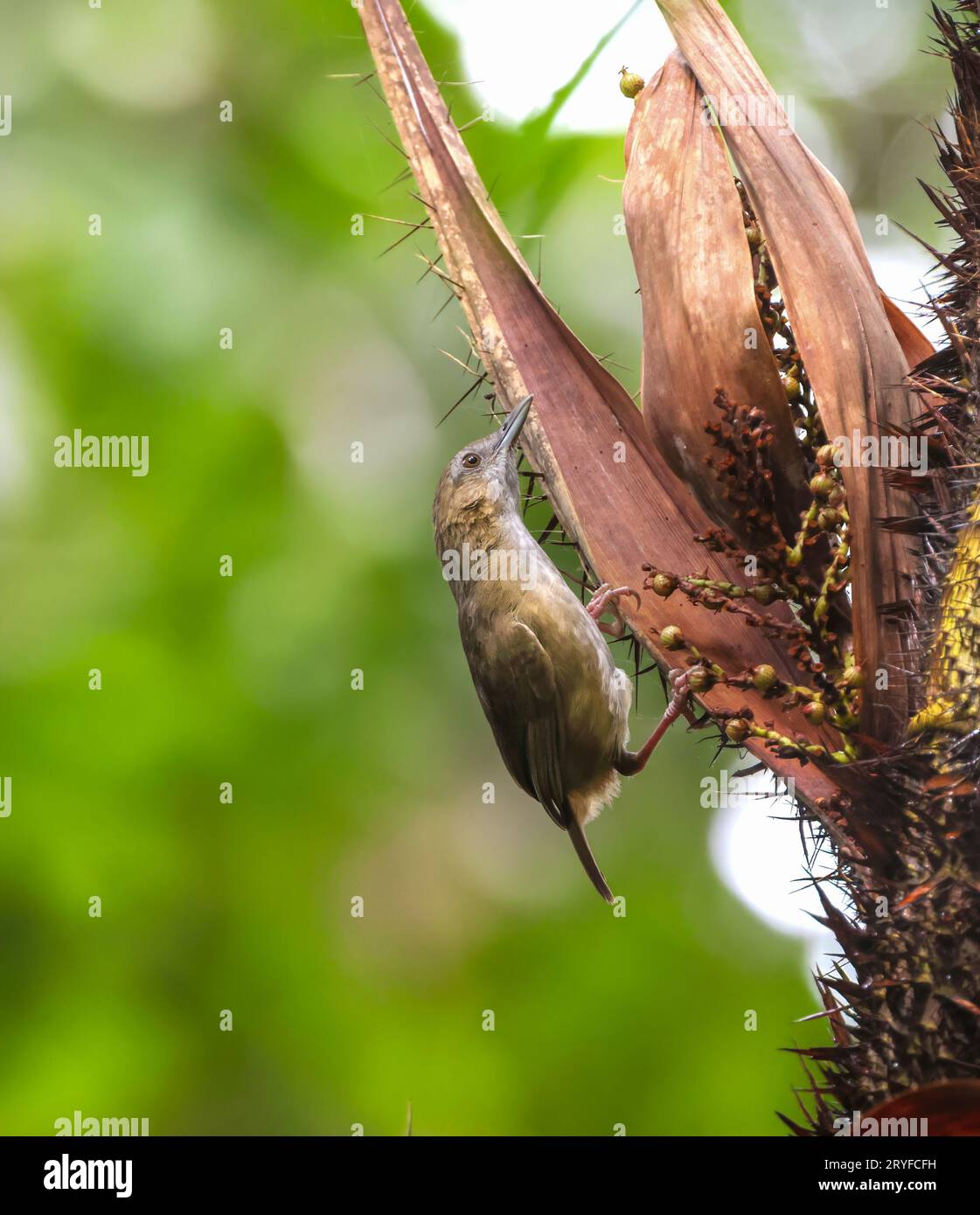 Abbott's babbler is a species of bird in the family Pellorneidae. It is ...