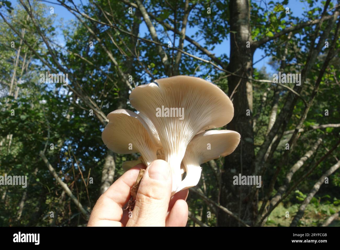 Mushroom growing and mushroom cultivation Stock Photo - Alamy