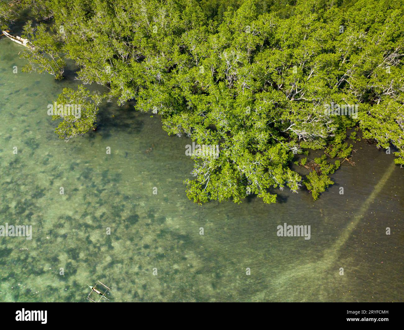 Clear transparent water and green plants. Mindanao, Philippines Stock ...