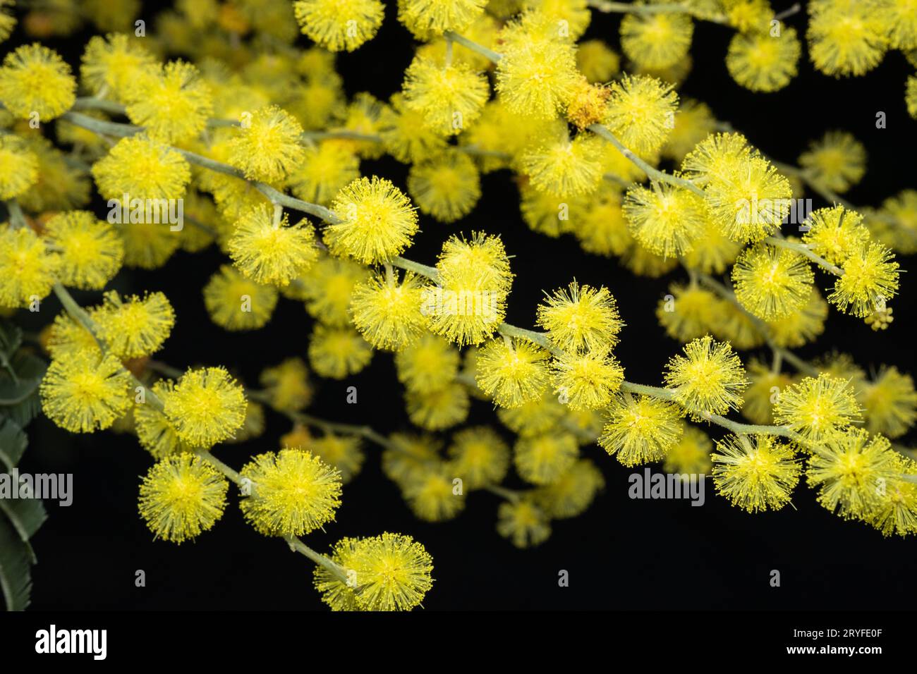Mimosa tree blossom hi-res stock photography and images - Alamy