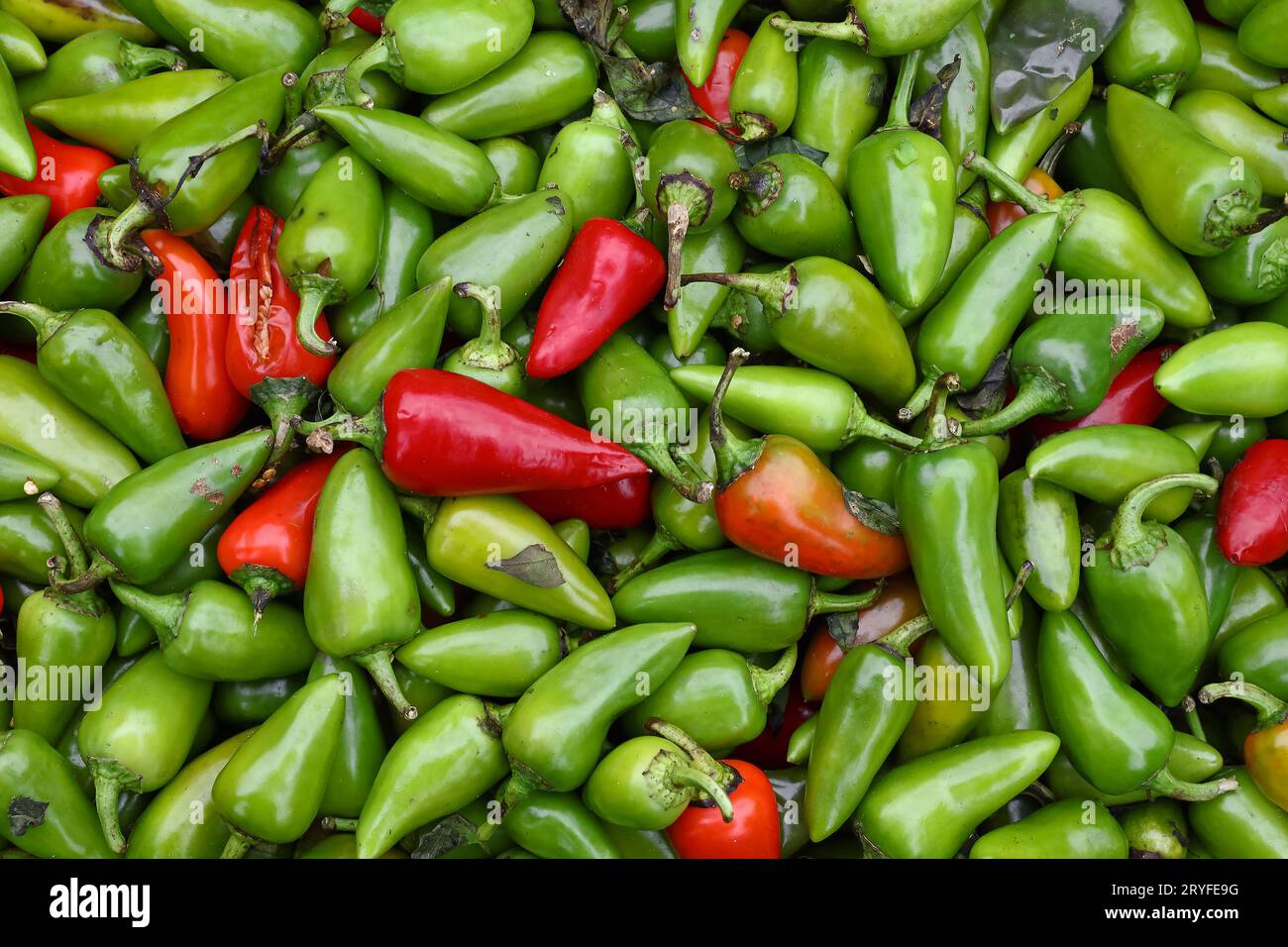 Green peppers display hi-res stock photography and images - Alamy