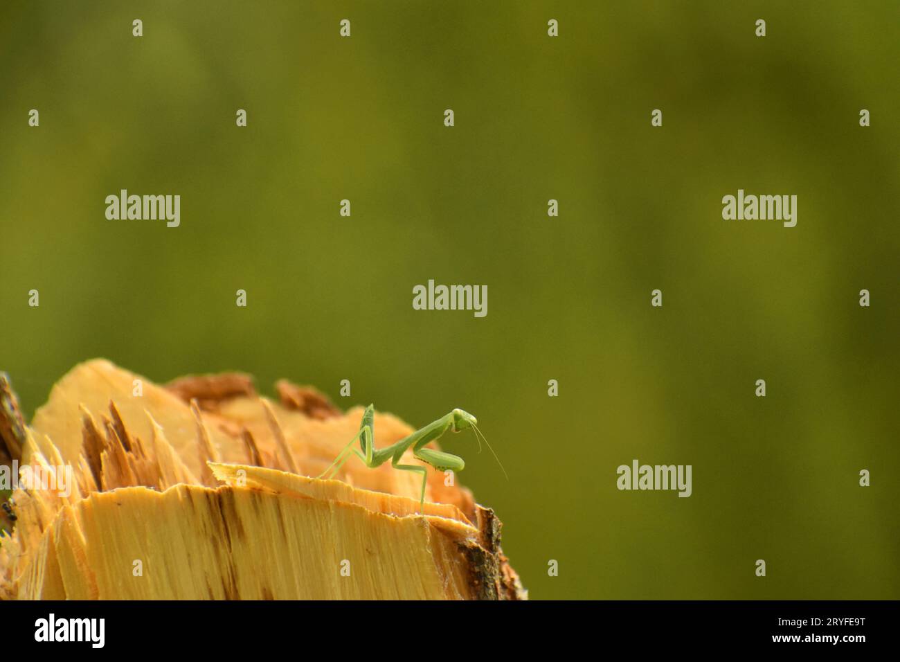 Mantis in open area hi-res stock photography and images - Alamy