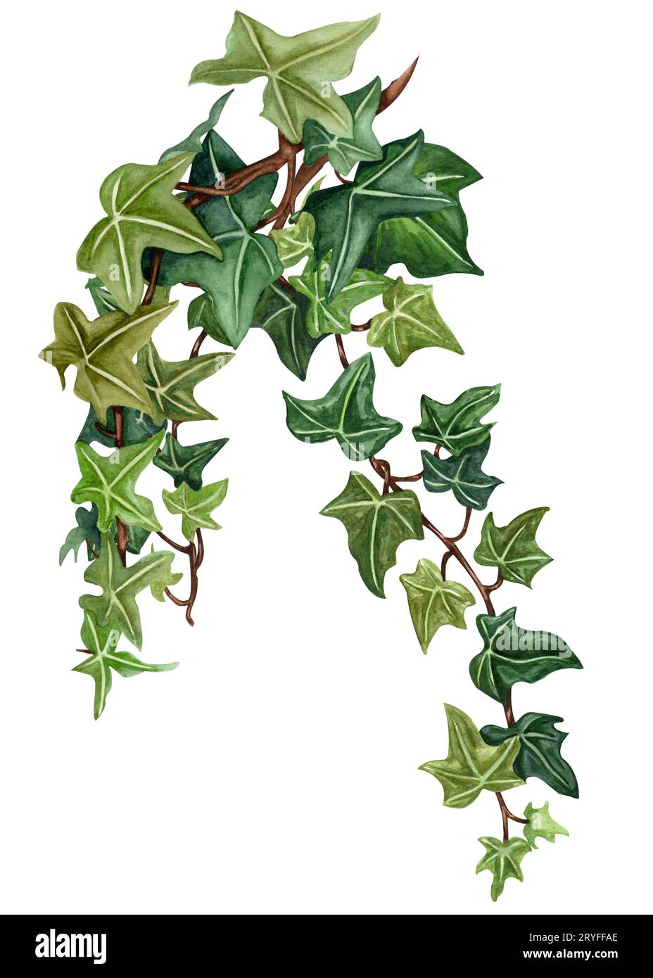 Watercolor botanical ivy illustration. Hand painted green ivy, white ...