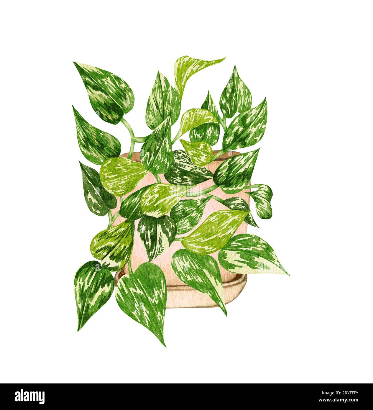 Pothos plant hi-res stock photography and images - Alamy