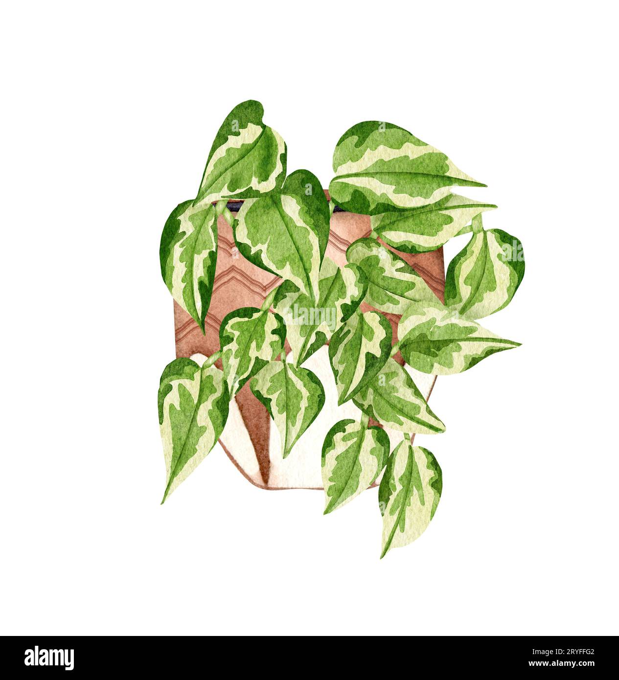 Hand painted watercolor pothos houseplant. Potted hanging plant ...