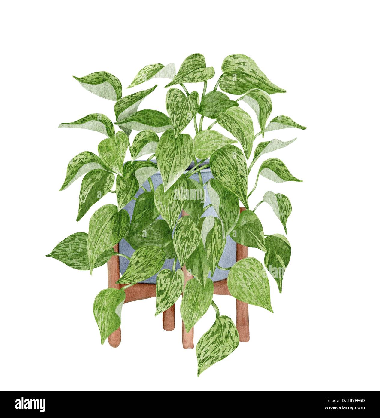 Hand painted watercolor pothos houseplant. Potted hanging plant ...