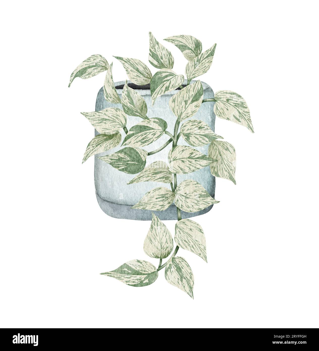 Hand painted watercolor pothos houseplant. Potted hanging plant ...