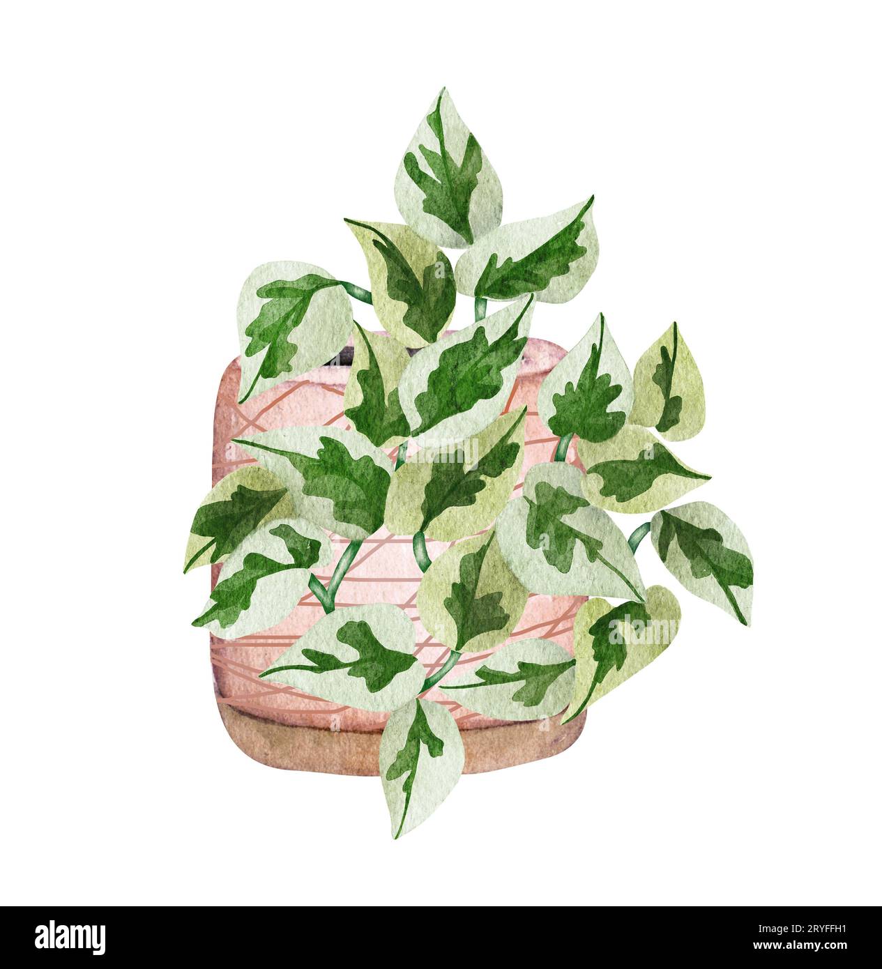 Hand painted watercolor pothos houseplant. Potted hanging plant ...