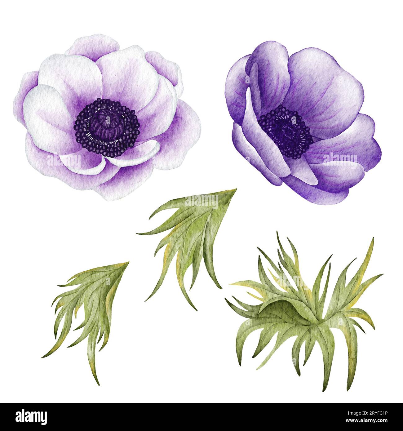 Painted Watercolor Anemone Flower. Purple wedding anemone illustration ...