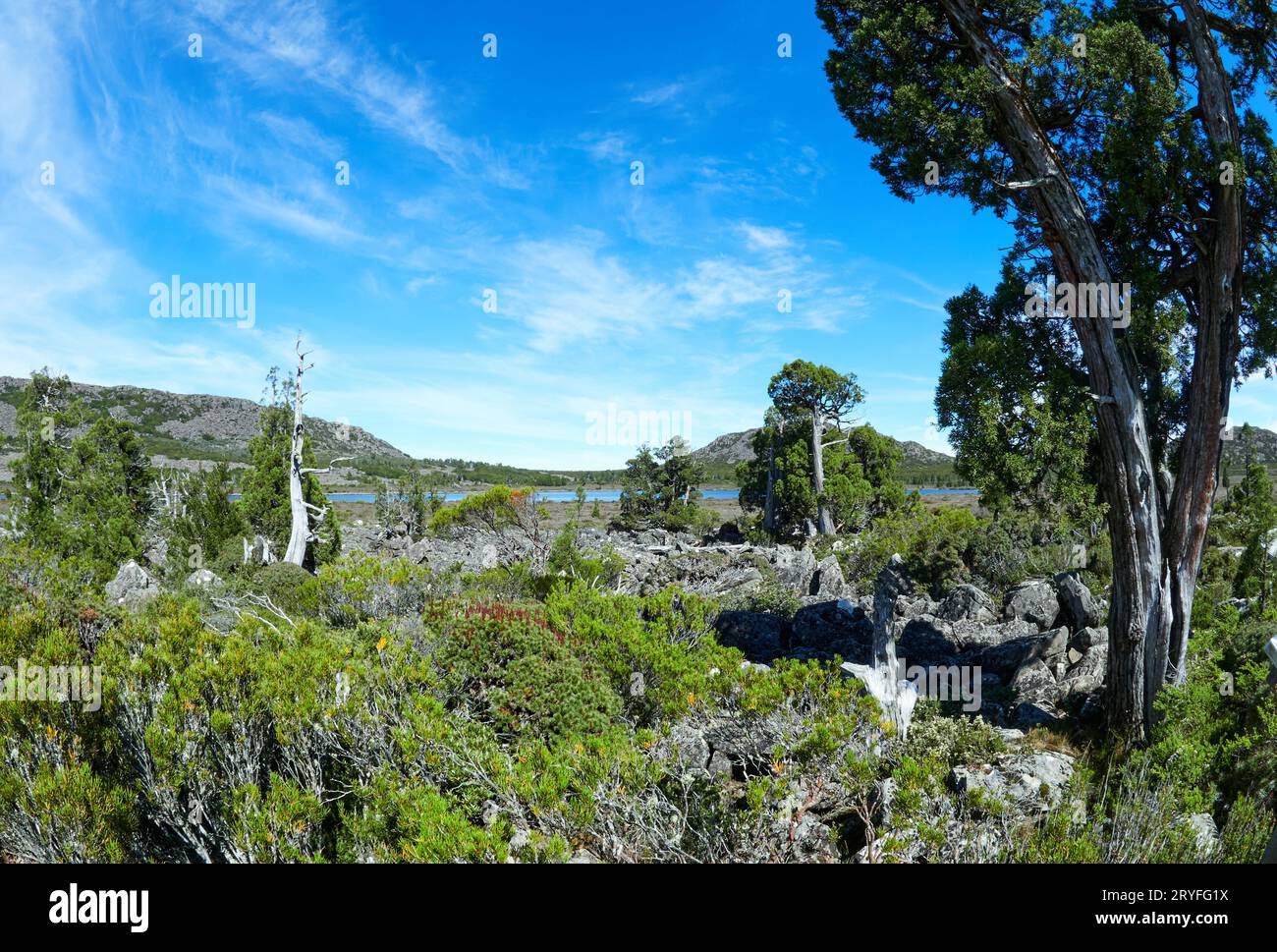Pine Lake Walk Tasmania.Twisted and bent ancient trees amounts a river ...