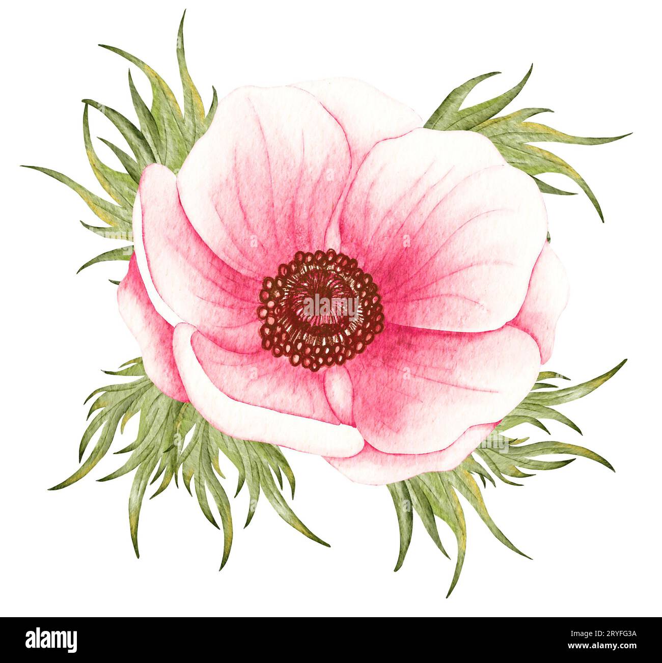 Painted Watercolor Anemone Flower. Red wedding anemone illustration ...