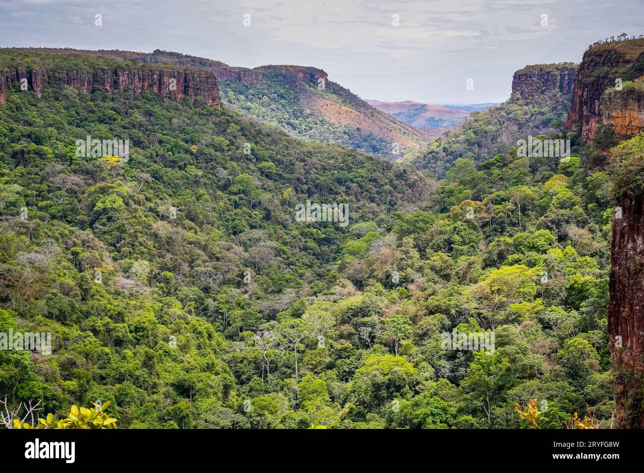 Dense Brazilian rainforest between towering sandstone cliffs Stock ...