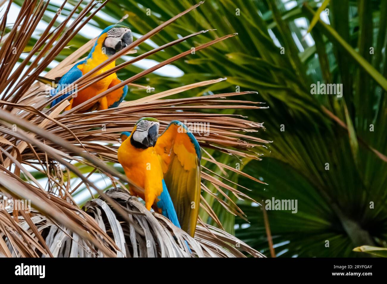 Close-up of two Blue-and Yellow macaws perching on brown palm tree ...