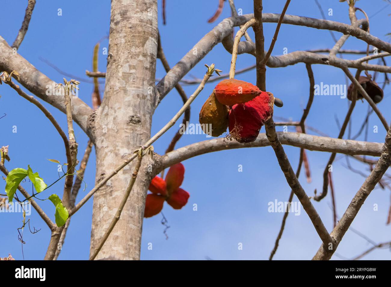 Close-up of a red seed capsule of a tree, Chapada dos GuimarÃ£es, Mato ...