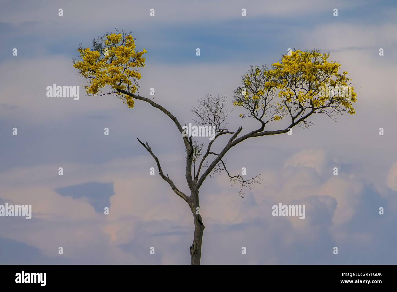 Yellow blooming IpÃ¨ tree against bright background with clouds and ...